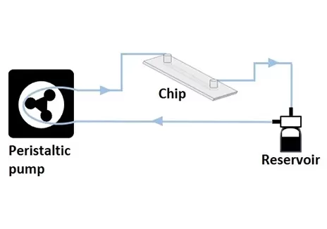 Peristaltic Pump | Peristaltic Pump Manufacturer | Chonry Peristaltic Pump